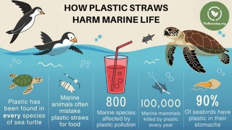 Why are Plastic Straws Bad and What are the Alternatives?