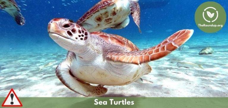 20 Endangered Animals that will be Extinct by 2050